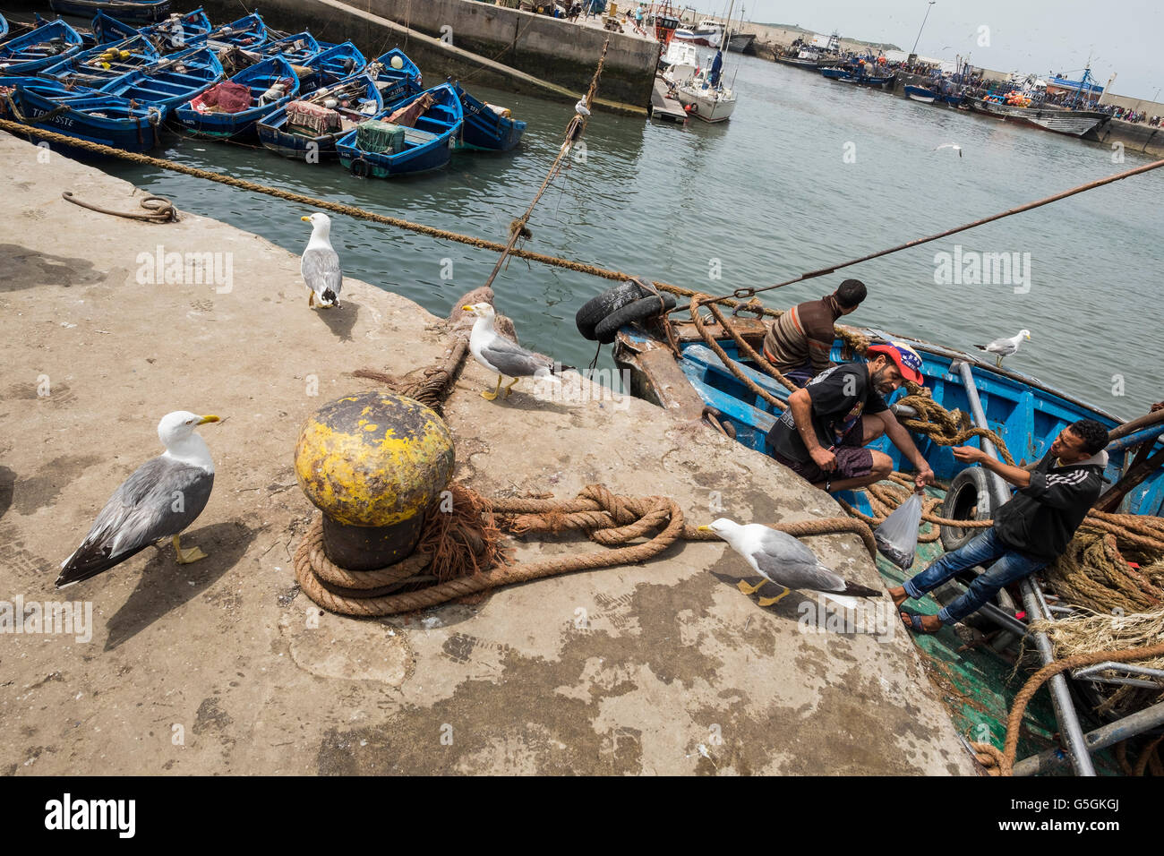 Morocco, Essaouira, fish market Stock Photo - Alamy