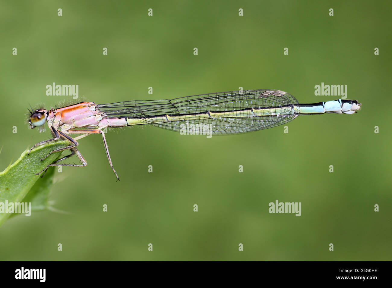 Rufescens form hi-res stock photography and images - Alamy