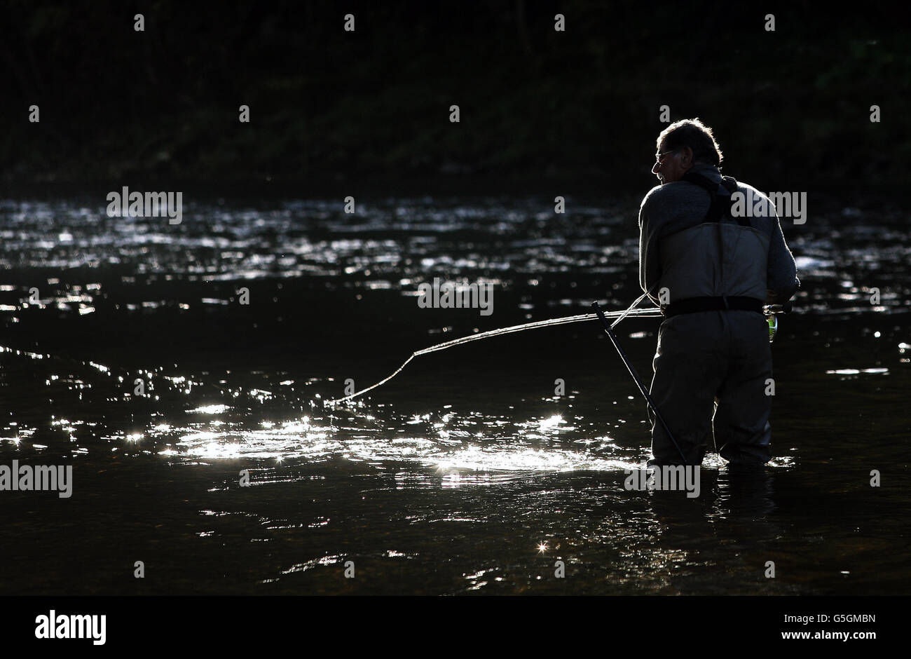 Annual fish migration Stock Photo - Alamy