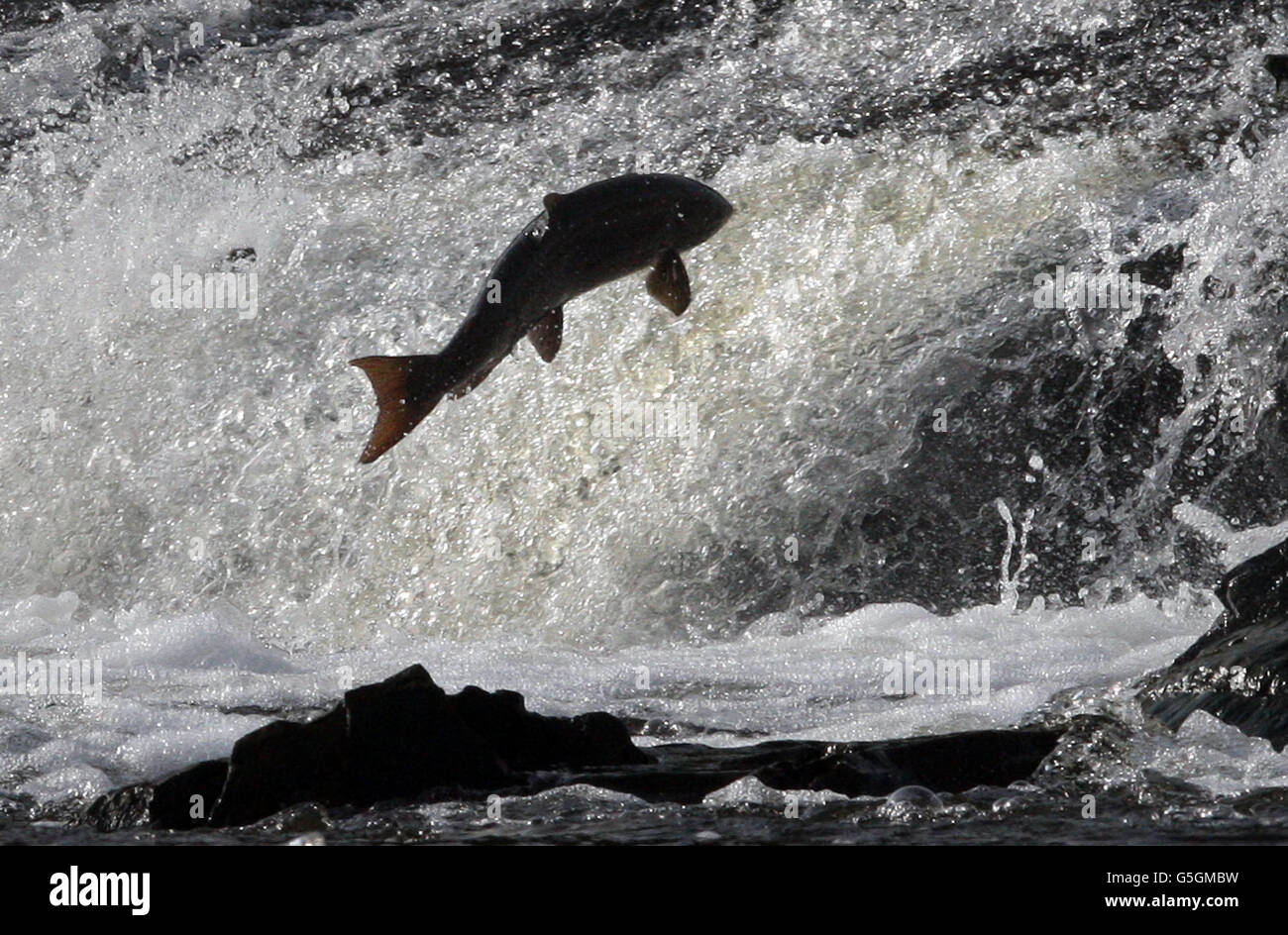 Annual fish migration Stock Photo - Alamy