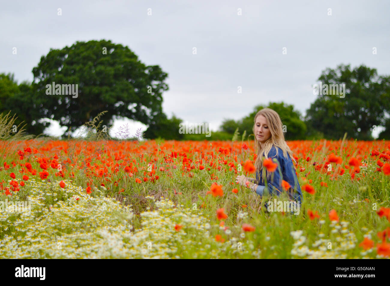Woman in poppy field hi-res stock photography and images - Alamy