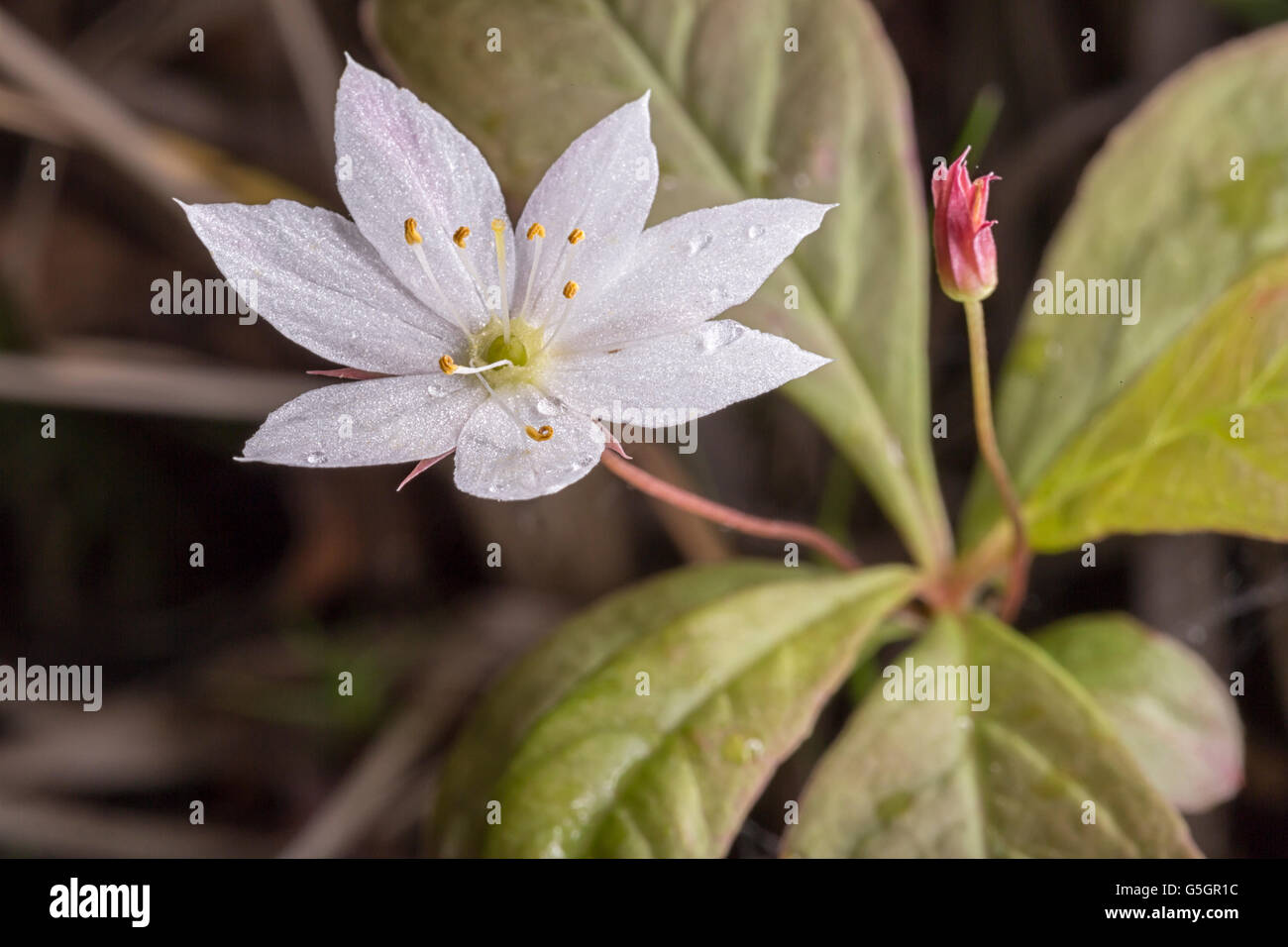 Starflower hi-res stock photography and images - Alamy