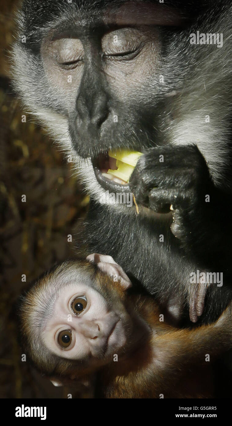 Scotland monkey hi-res stock photography and images - Alamy