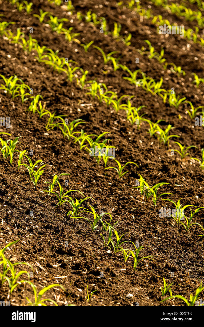 corn seedlings on a field Stock Photo - Alamy