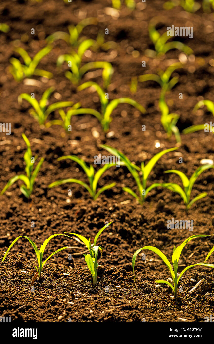 corn seedlings on a field Stock Photo - Alamy