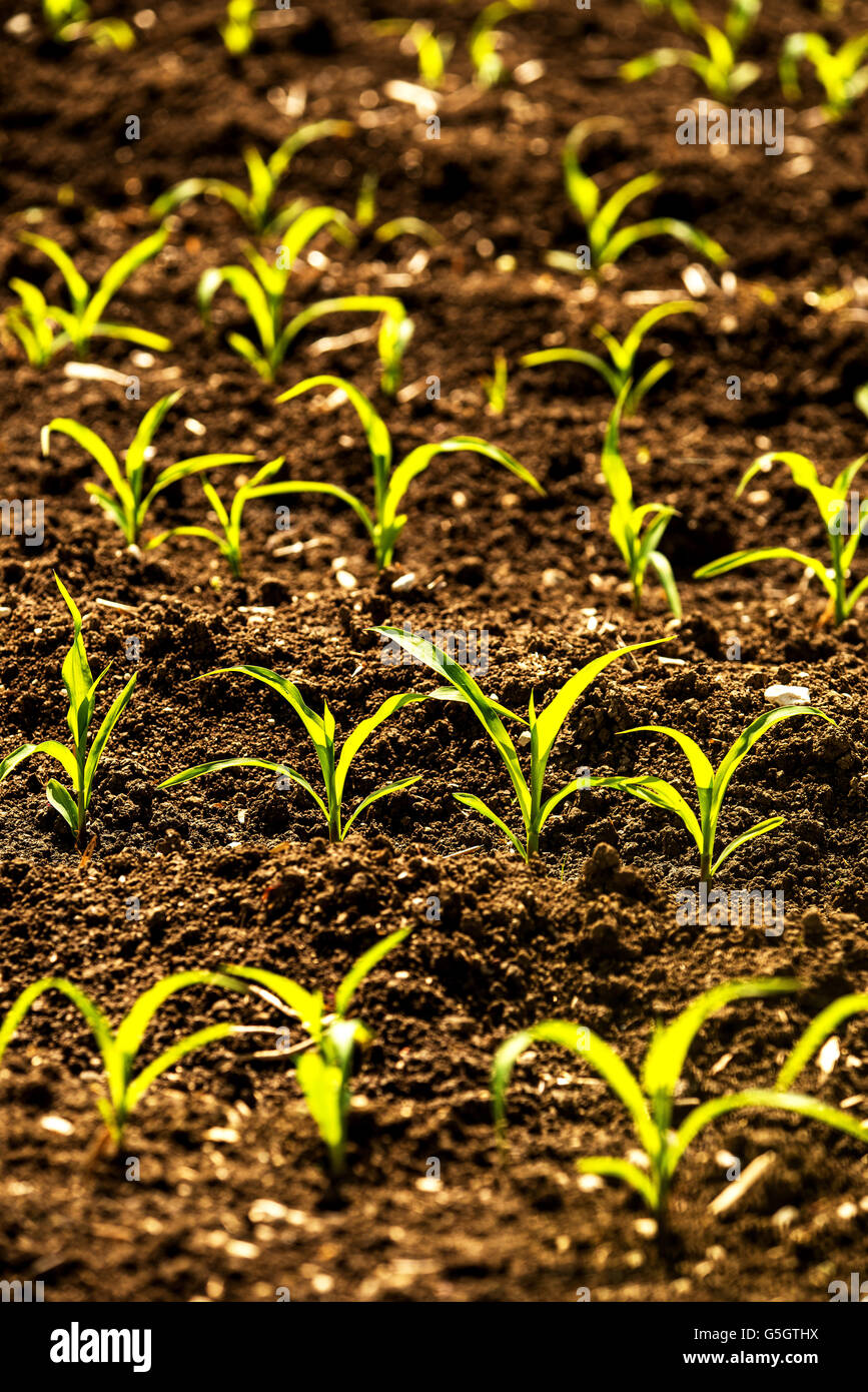 Planting corn seedlings hi-res stock photography and images - Alamy