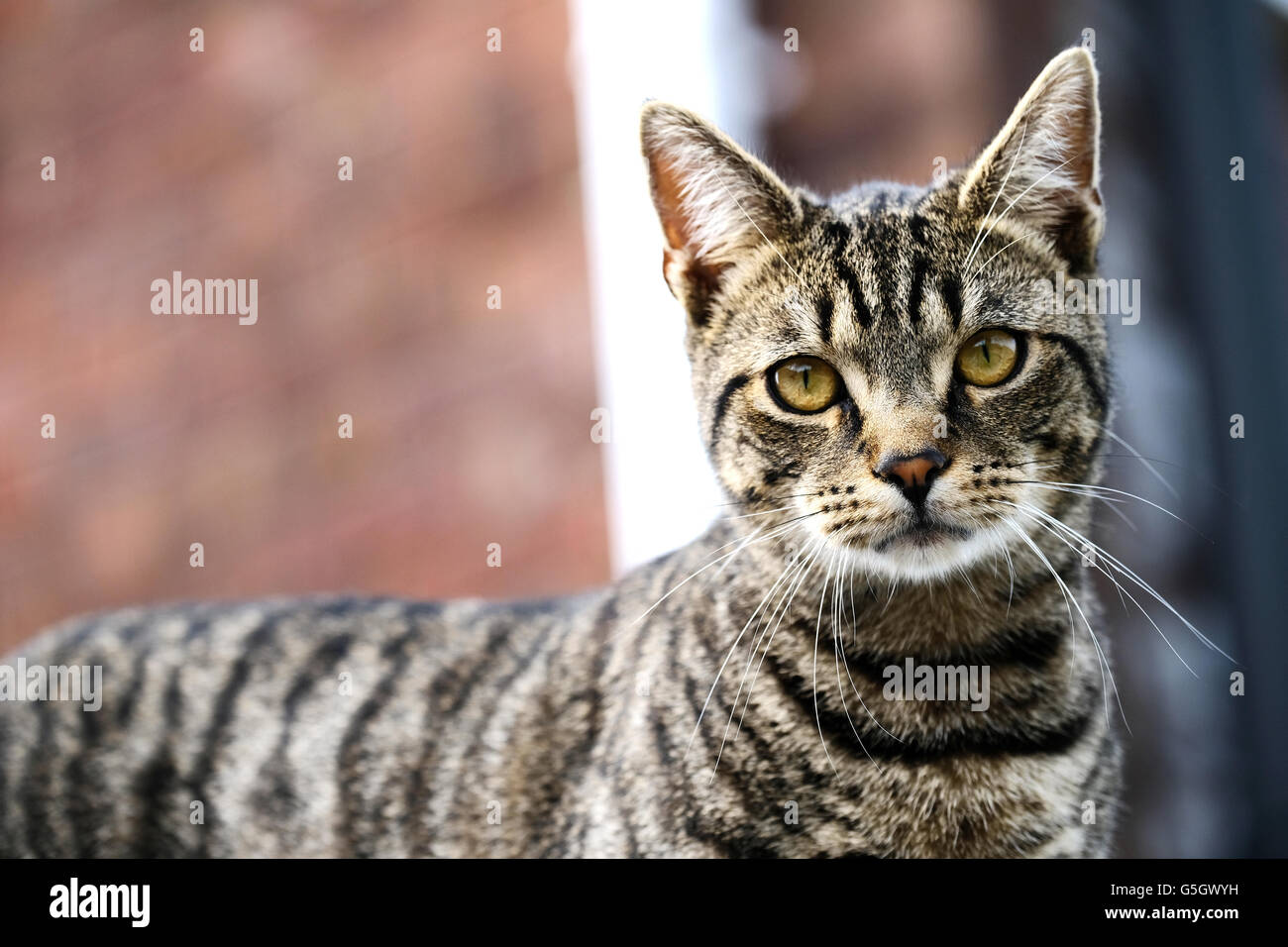 Looking to the lens hi-res stock photography and images - Alamy