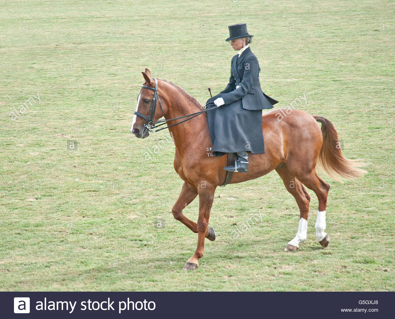 Side Saddle Lady Rider Stock Photos & Side Saddle Lady Rider Stock ...