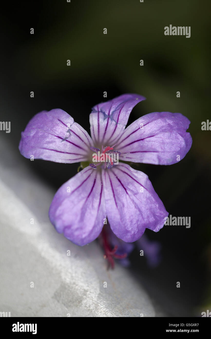 Big flower structure hi-res stock photography and images - Alamy