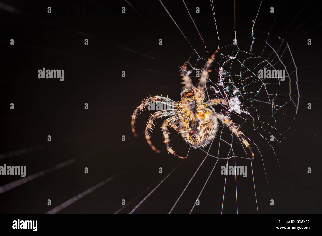 Microscopic hairs spider hi-res stock photography and images - Alamy