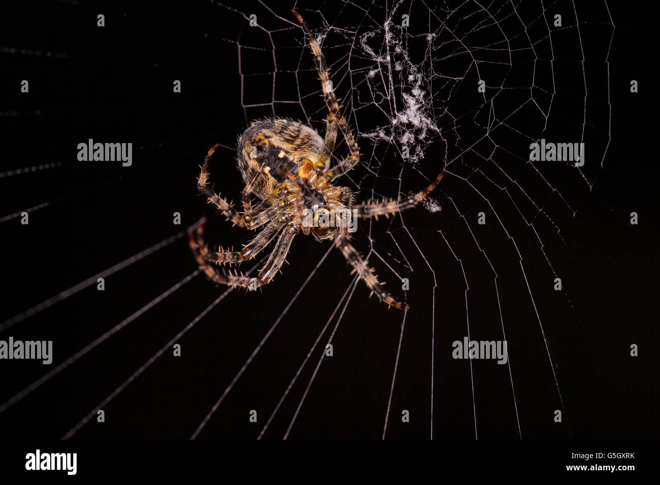 spider on a spider web Stock Photo - Alamy
