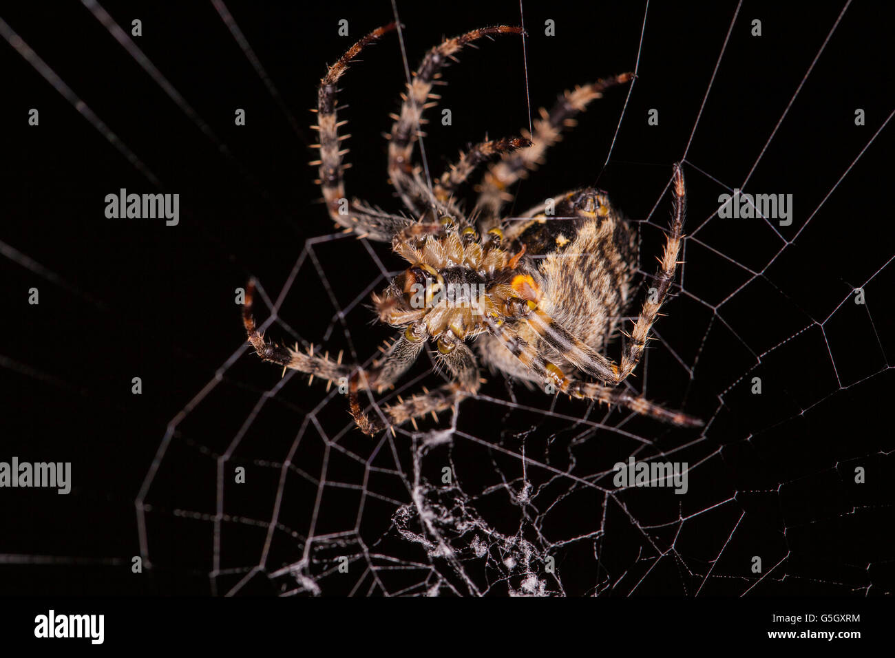 Microscopic hairs spider hi-res stock photography and images - Alamy