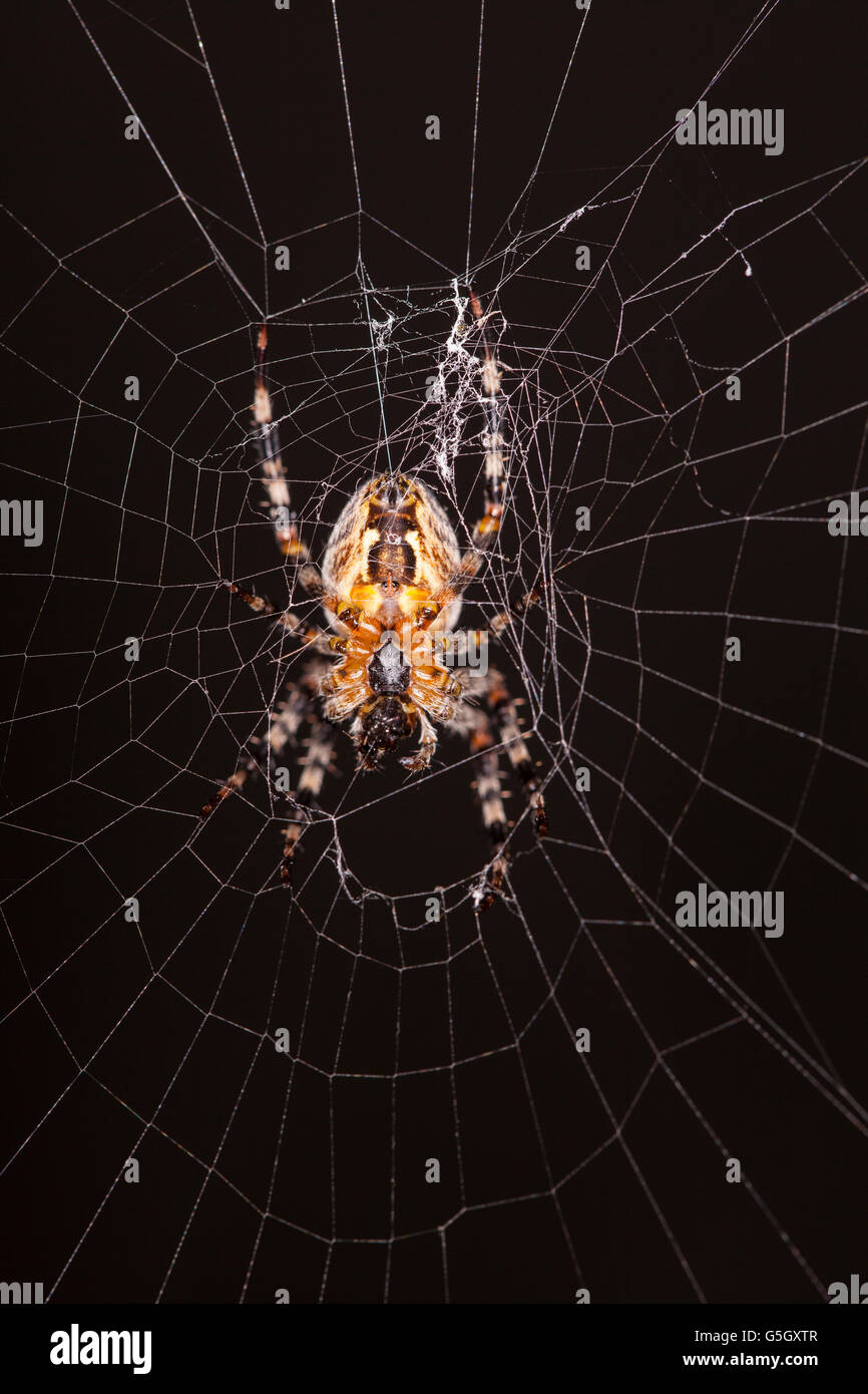 spider on the net Stock Photo - Alamy