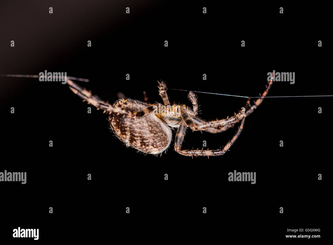 spider goes on Stock Photo - Alamy