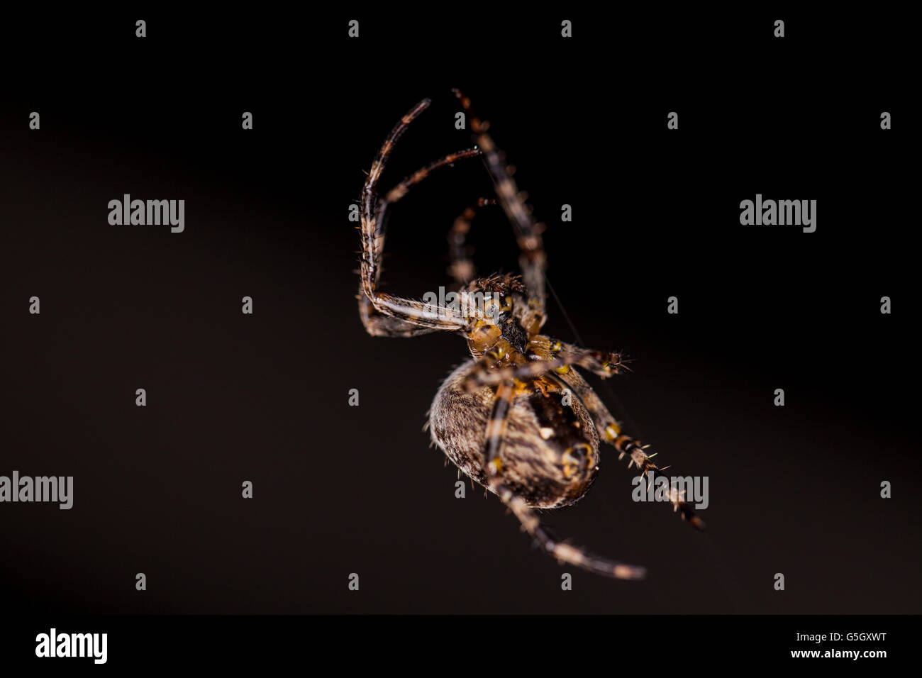 Microscopic hairs spider hi-res stock photography and images - Alamy