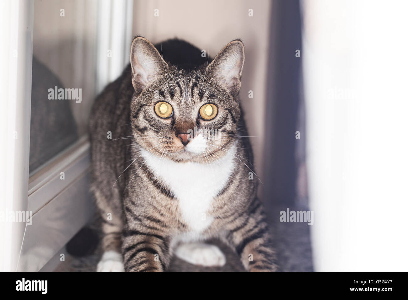 Frightened british kitten hi-res stock photography and images - Alamy
