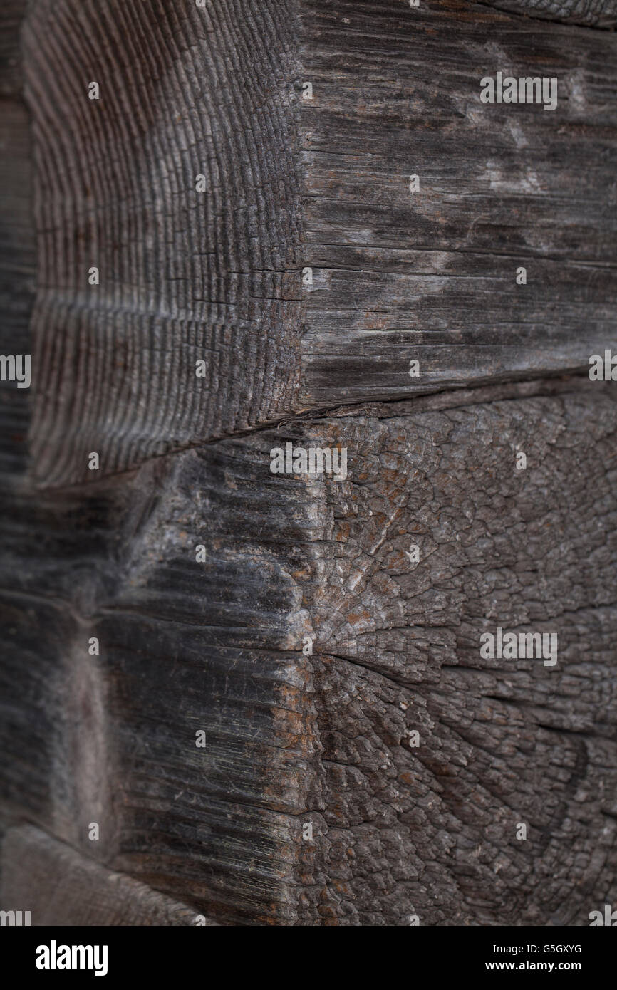 Interlock tree hi-res stock photography and images - Alamy