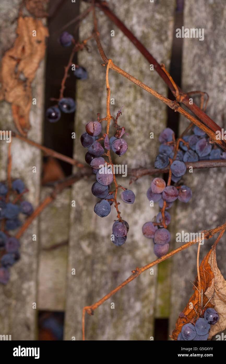Rotten rose hi-res stock photography and images - Alamy