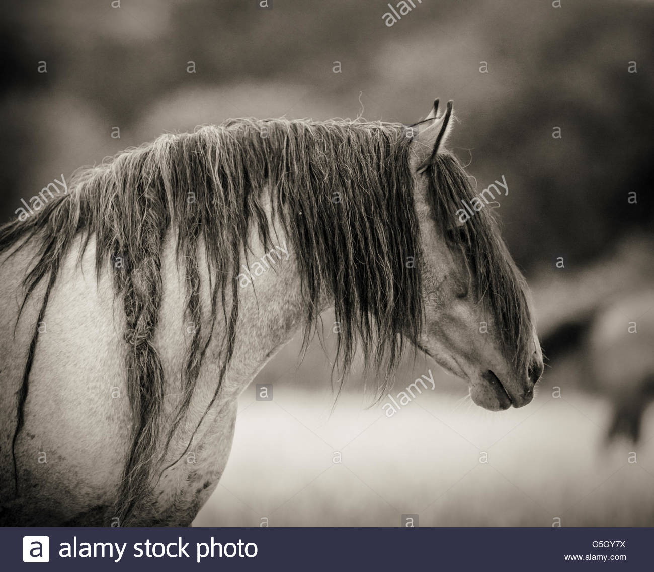 Long Mane Stock Photos & Long Mane Stock Images - Alamy