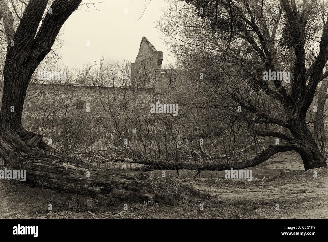 Old trees on the background of the ruins of an old water mill Stock ...