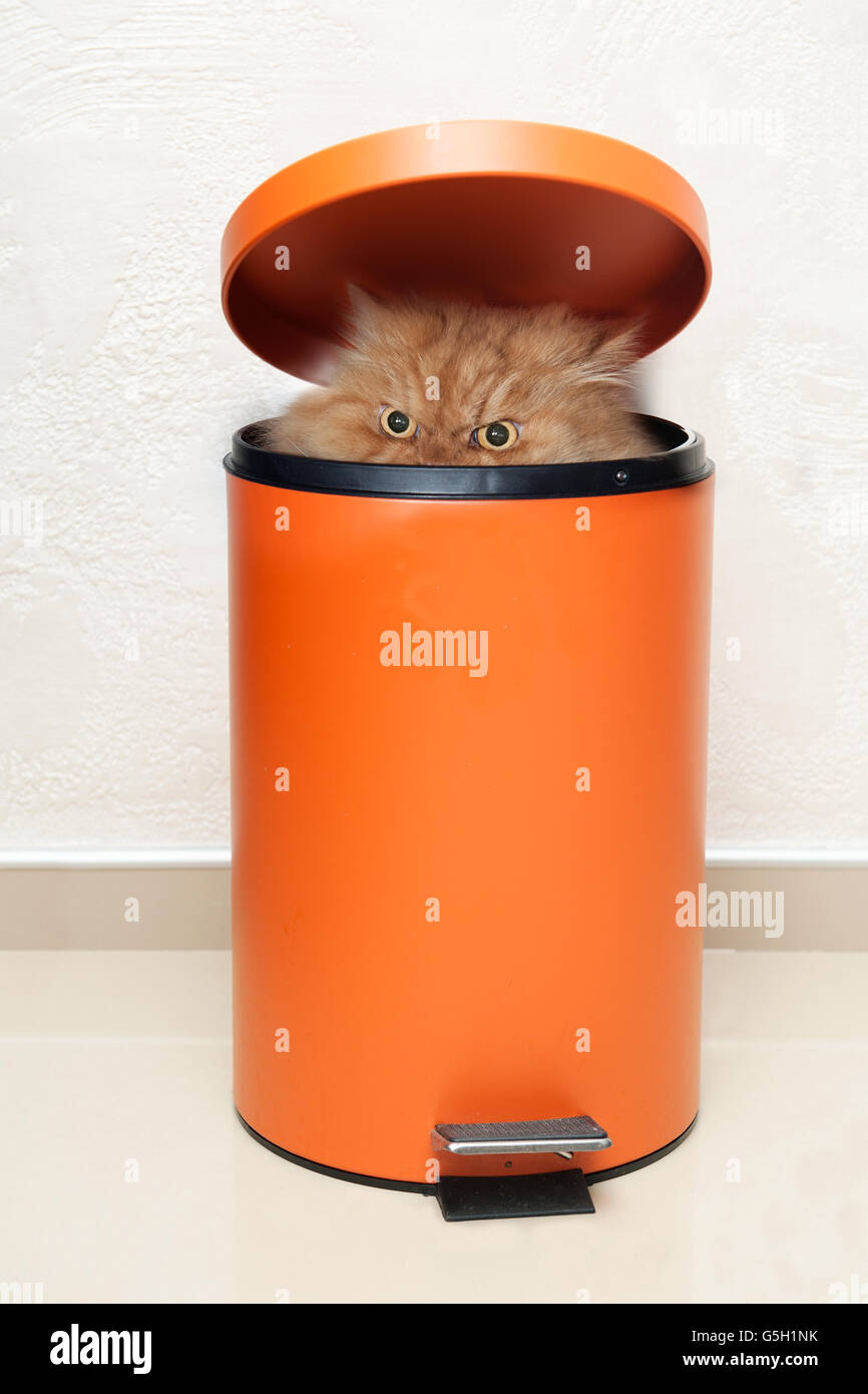 Persian cat in orange metal garbage can Stock Photo - Alamy