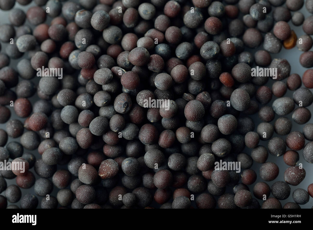 Close up of Mustard Seeds Stock Photo - Alamy