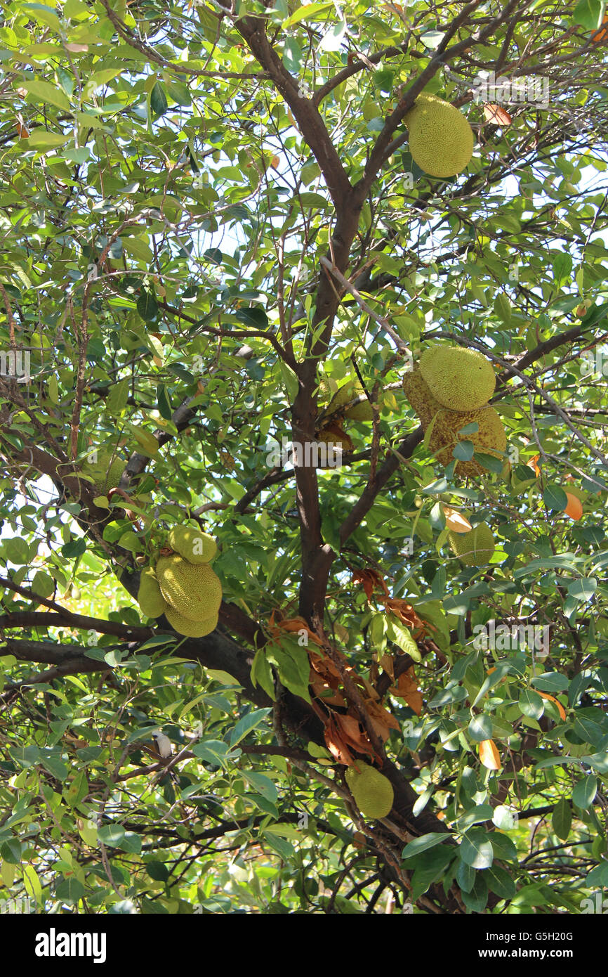 Jack tree in Chiang Mai (Thailand Stock Photo - Alamy