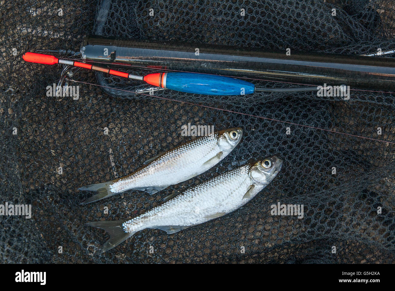 Freshwater fish just taken from the water. Fishing rod with float and ...