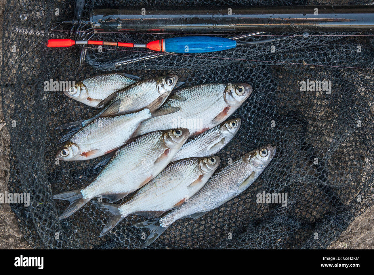 Freshwater fish just taken from the water. Fishing rod with float and ...