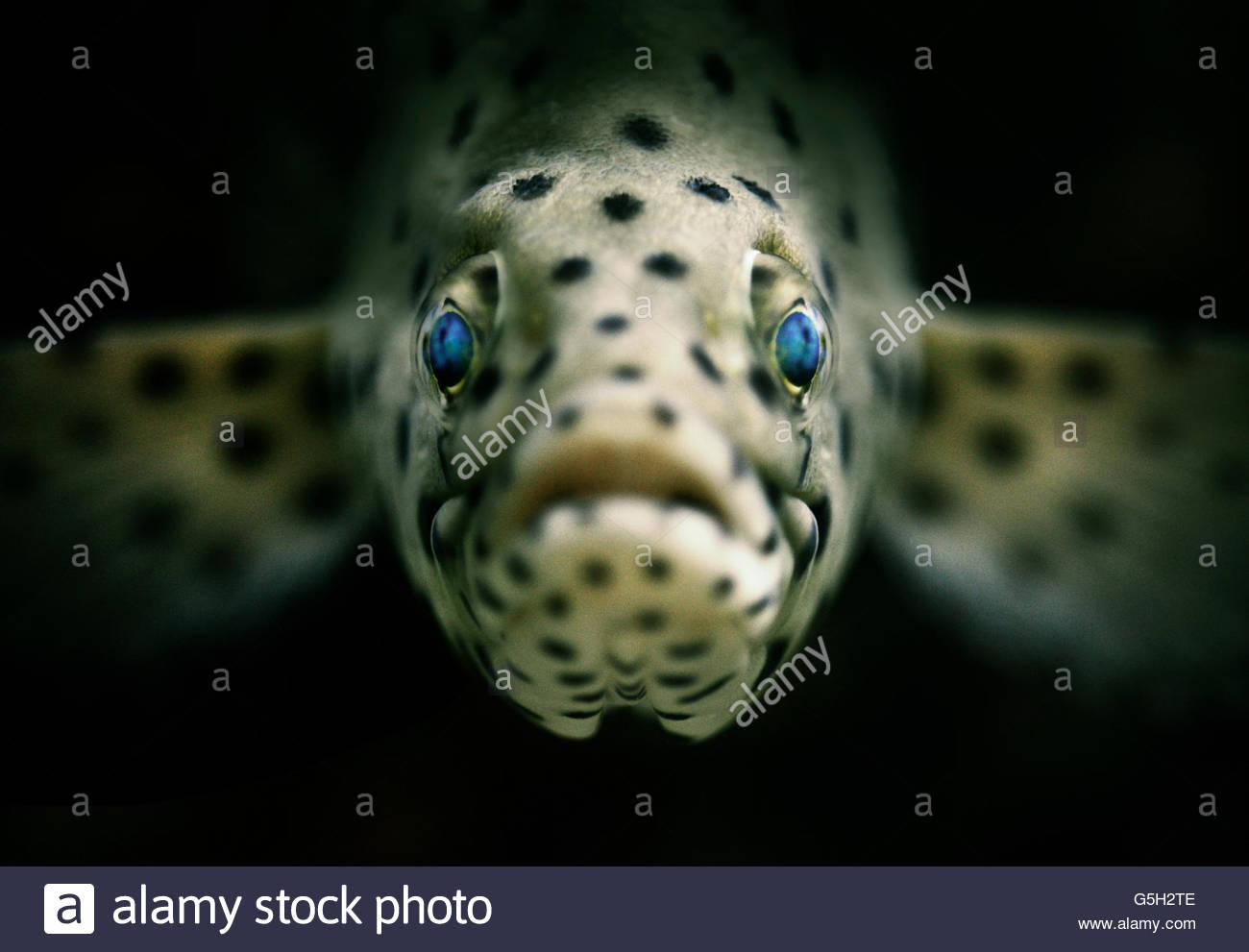 Spotty Fish Stock Photos & Spotty Fish Stock Images - Alamy