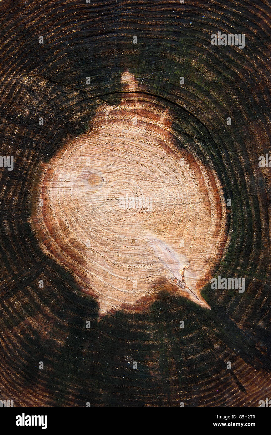 Close up view of cross section of tree trunk showing growth rings ...