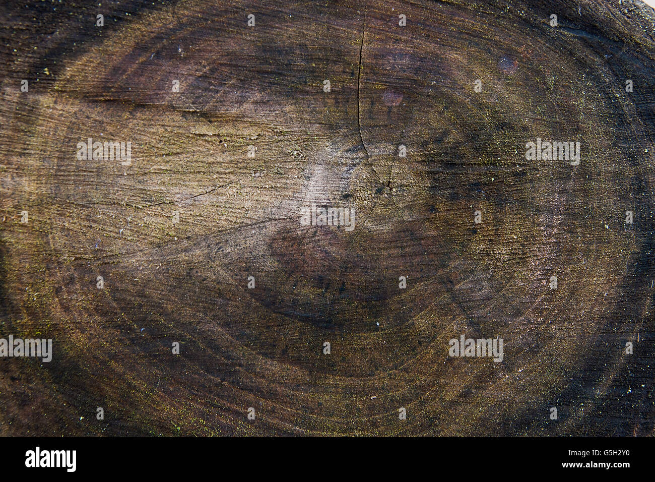 Close up view of cross section of tree trunk showing growth rings ...