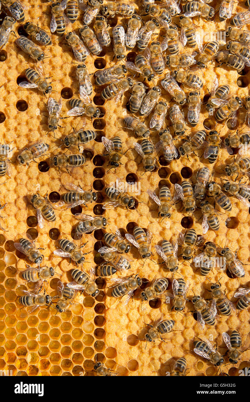 Busy bees inside hive with open and sealed cells for their young. Birth ...