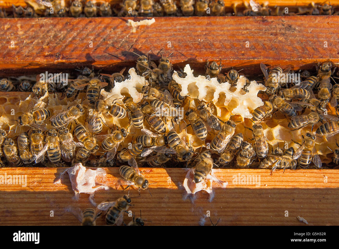Close up view of the opened hive body showing the frames populated by ...