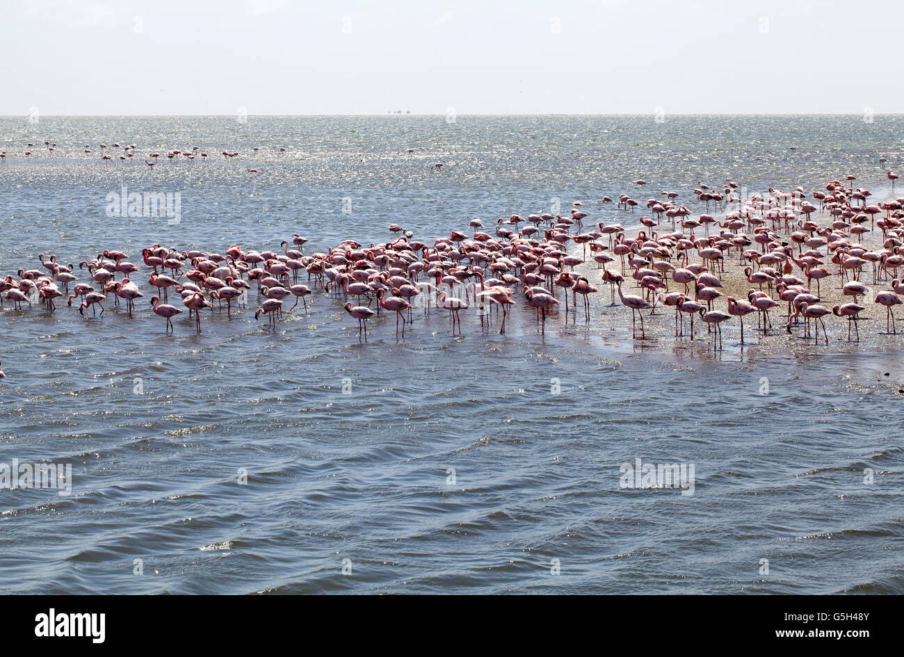 Flock of Flamingos at Walvis Bay Lagoon in Namibia Stock Photo - Alamy