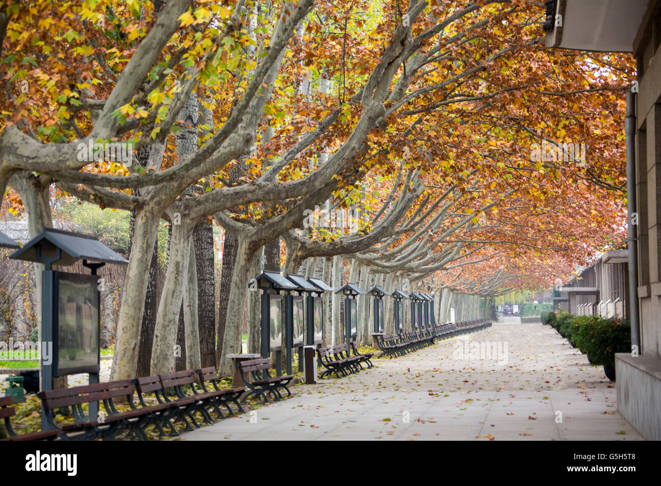 Alley of trees promenade with autumn leaves, Xian Peaceful. People's ...