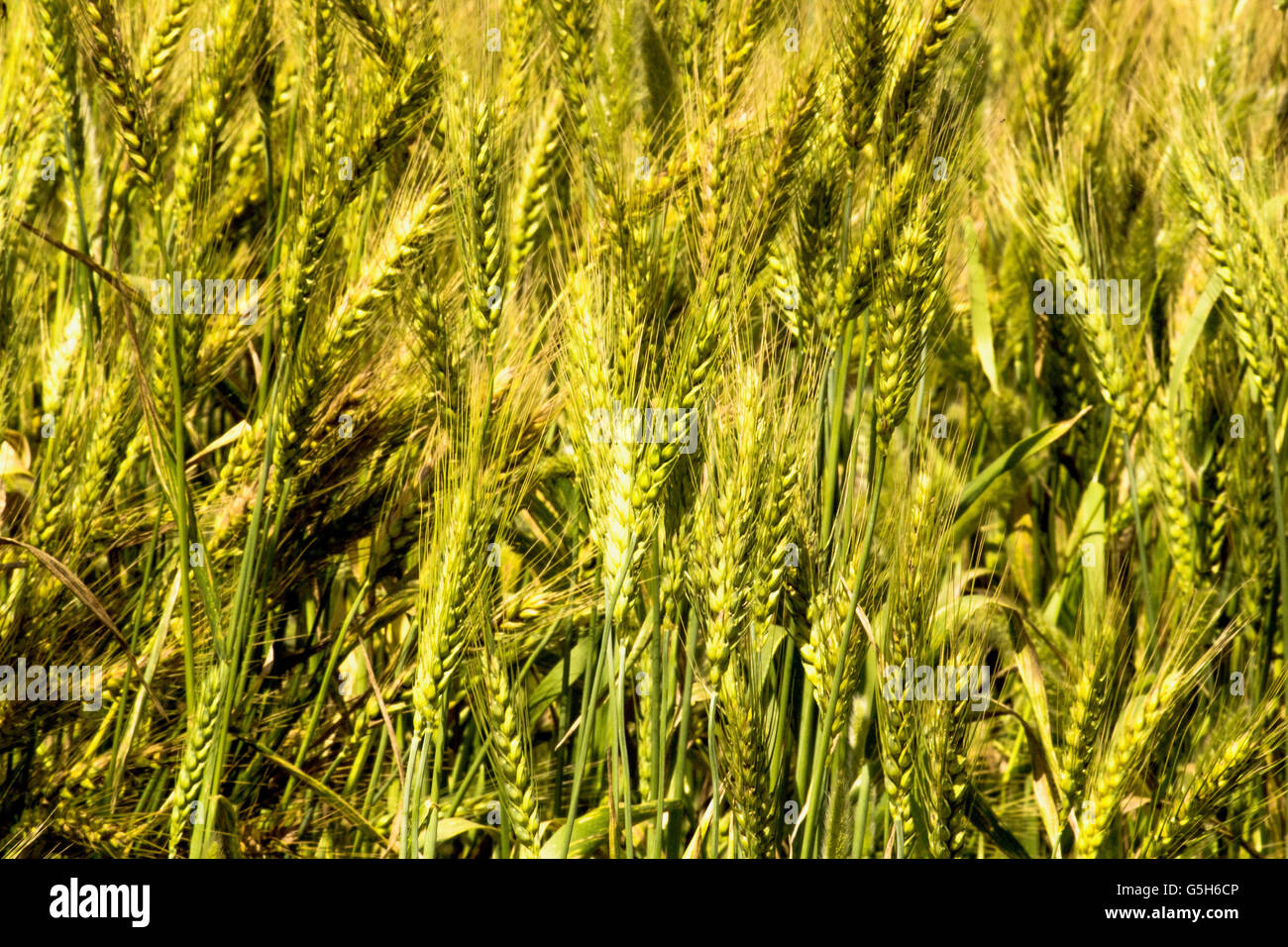Green wheat field, Green wheat close up, Background of ripening green ...