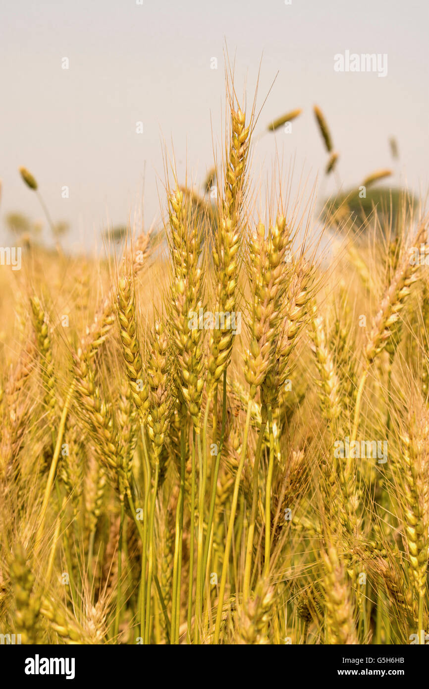 Green wheat field, Green wheat close up, Background of ripening green ...