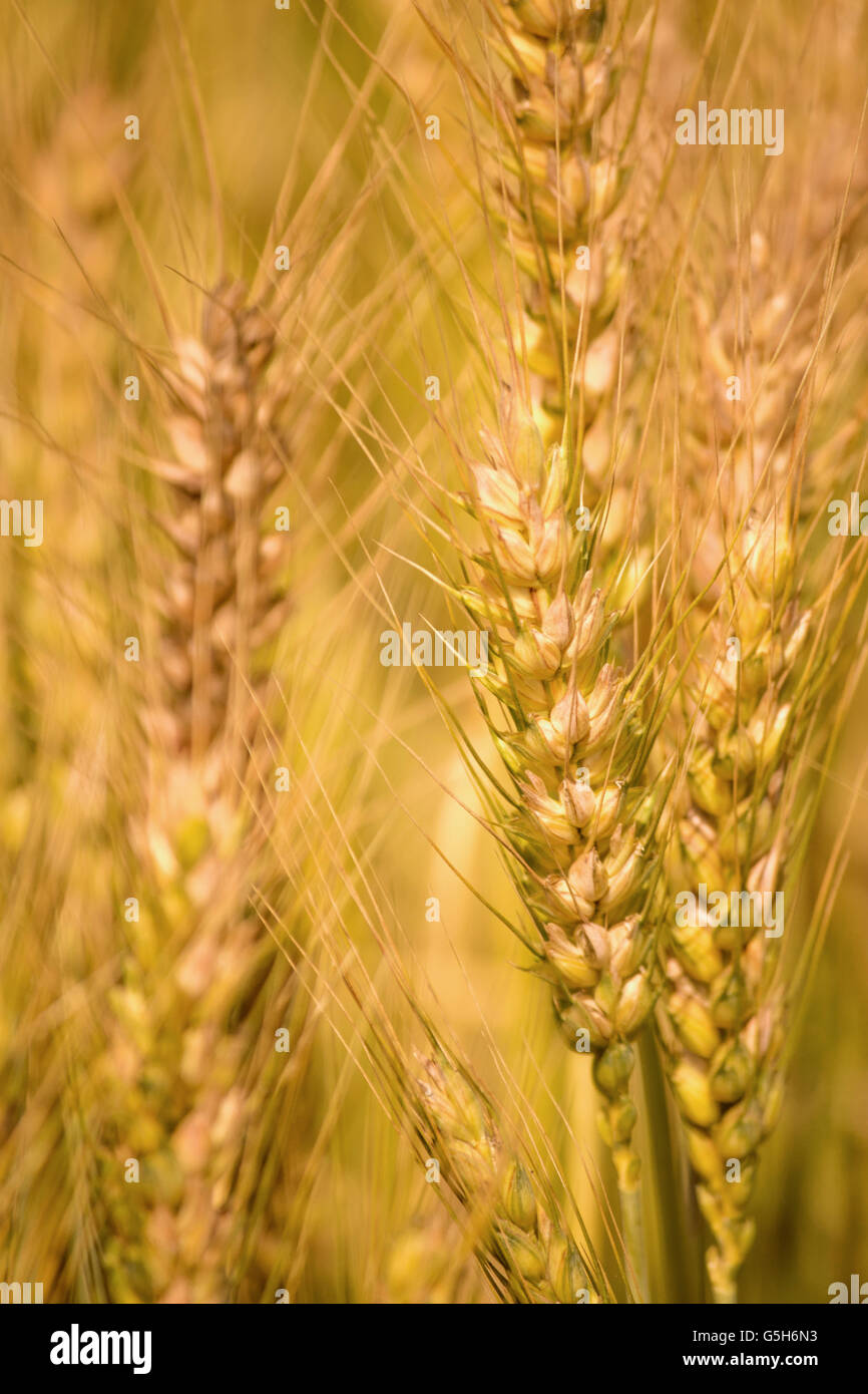 Golden wheat field, Golden wheat close up, Background of ripening ...