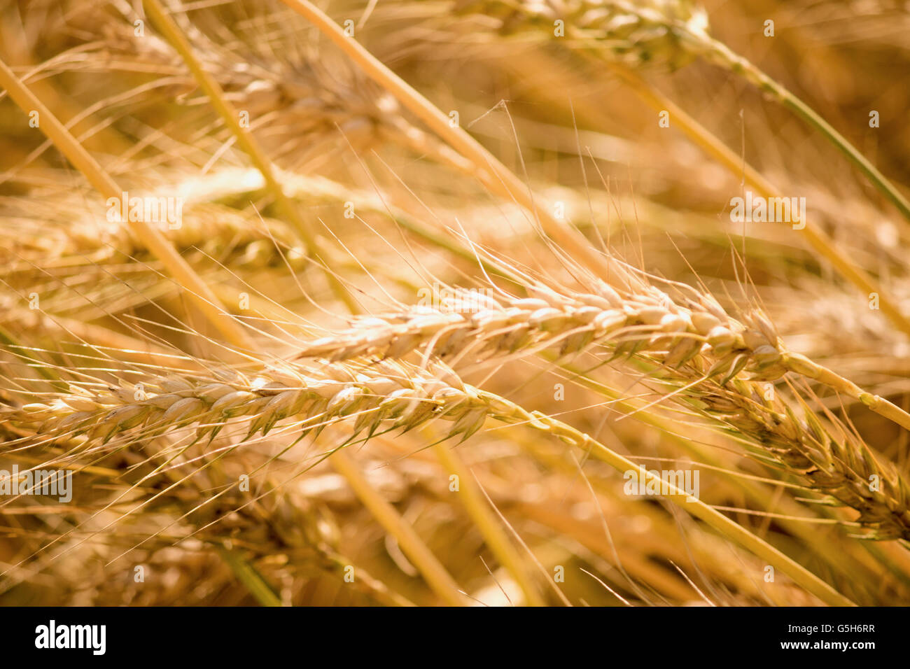 Golden wheat field, Golden wheat close up, Background of ripening ...