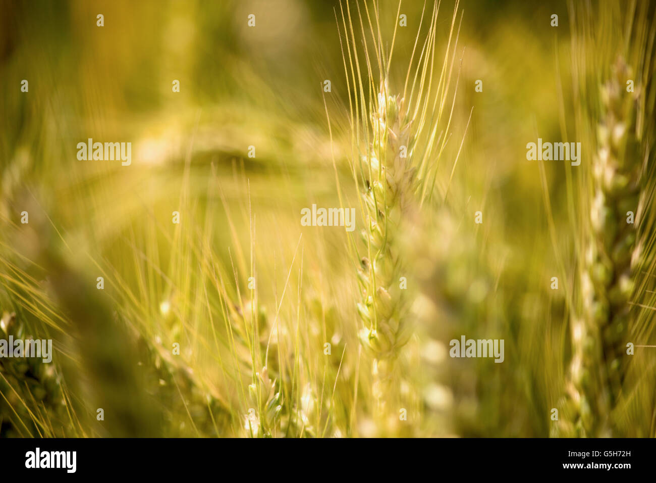 Green wheat field, Green wheat close up, Background of ripening green ...