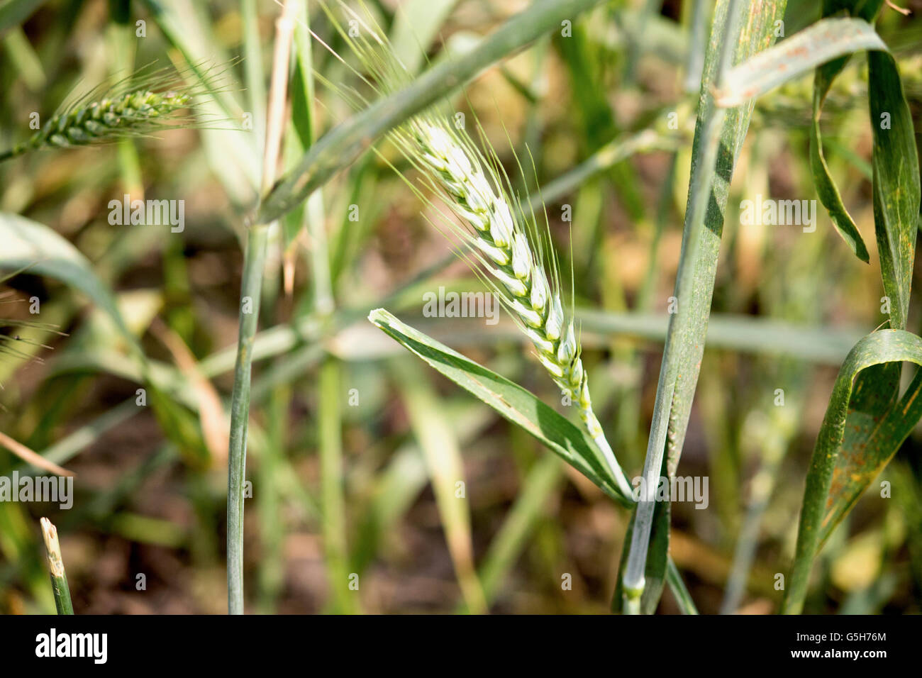 Green wheat field, Green wheat close up, Background of ripening green ...