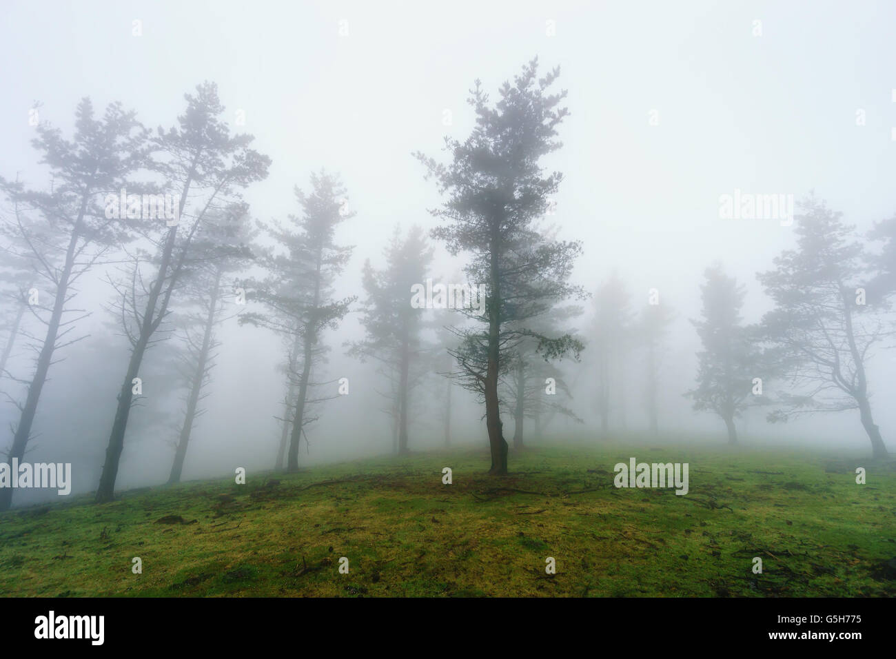 foggy forest with beautiful light Stock Photo - Alamy