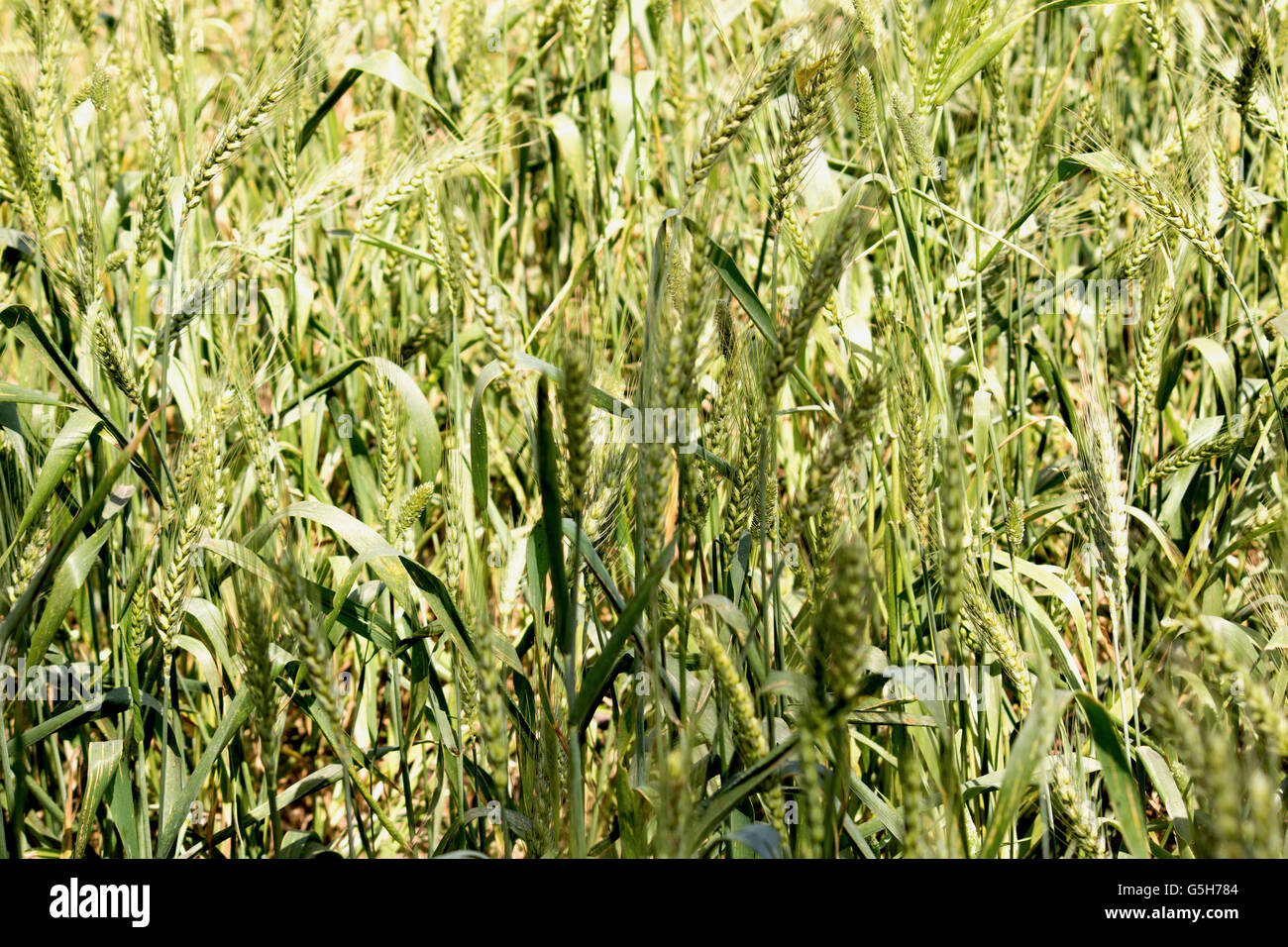 Green wheat field, Green wheat close up, Background of ripening green ...