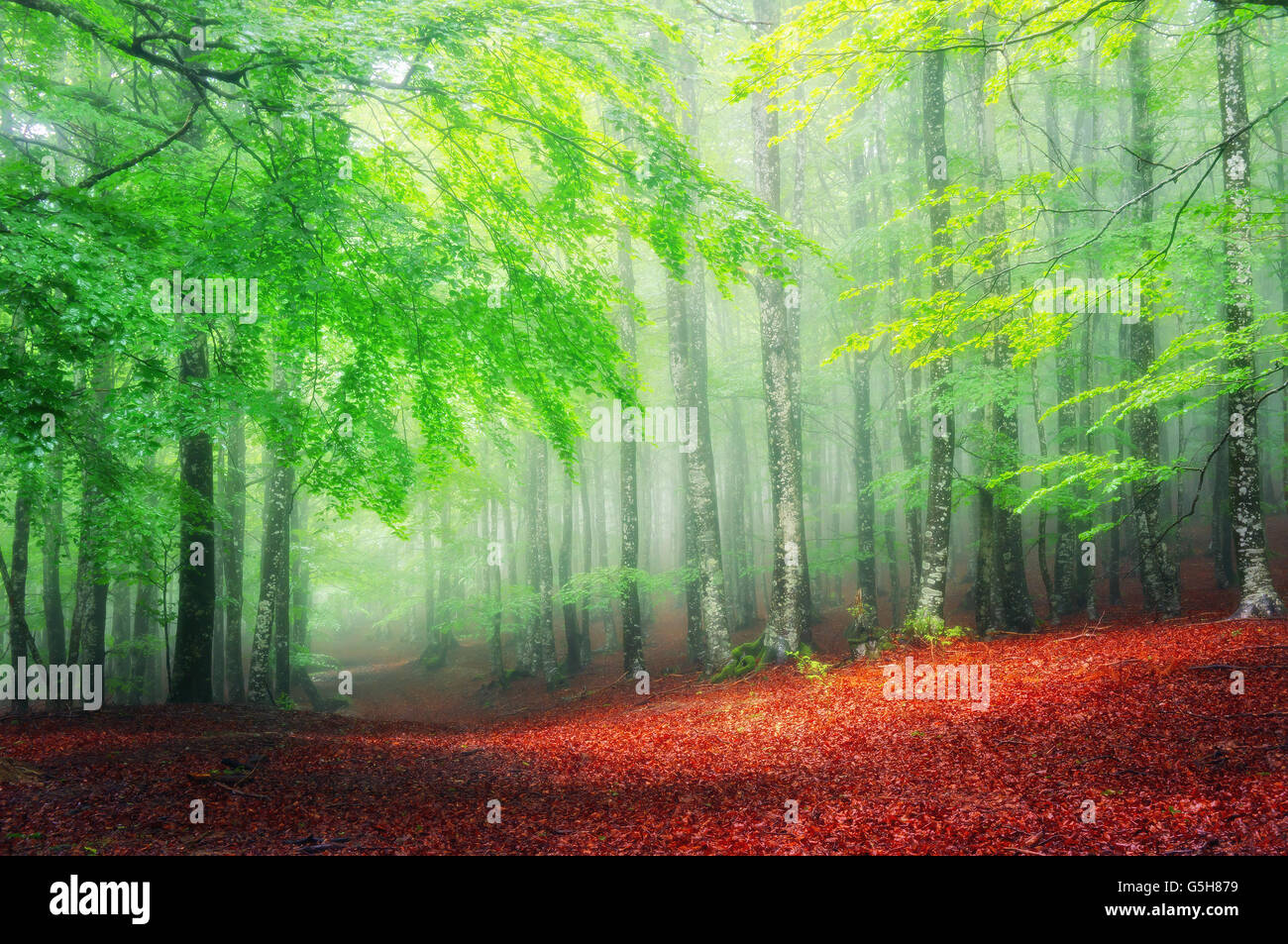 forest in spring Stock Photo - Alamy