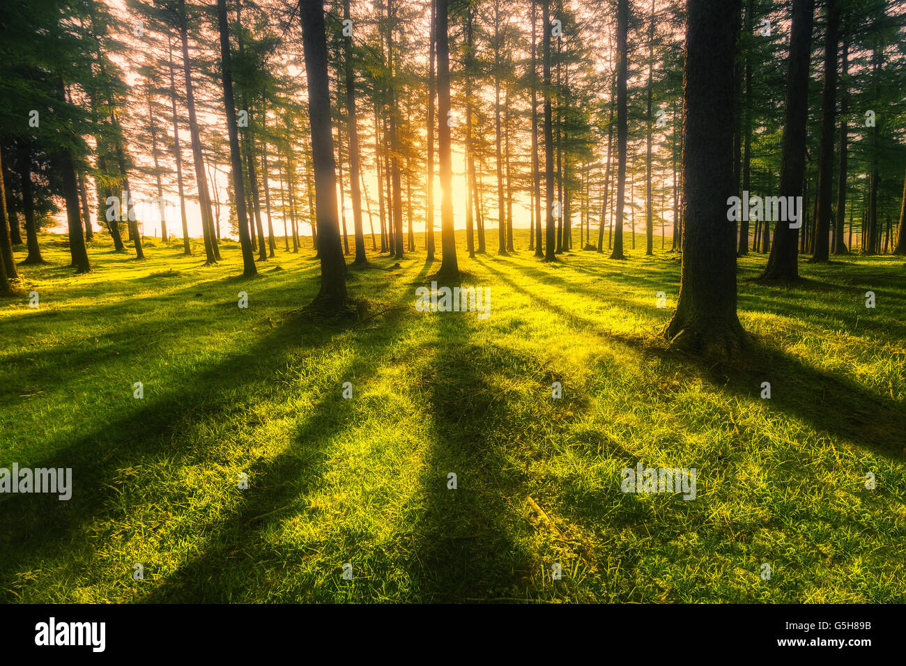 sunny forest at sunset with trunk shadows Stock Photo - Alamy