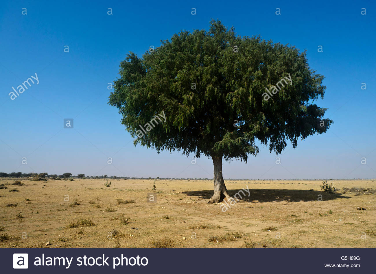 Khejri Tree Stock Photos & Khejri Tree Stock Images - Alamy