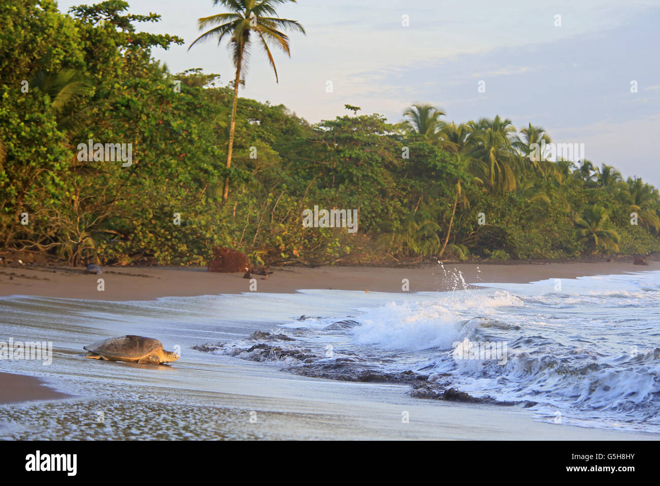 Green sea turtle laying on nest hi-res stock photography and images - Alamy