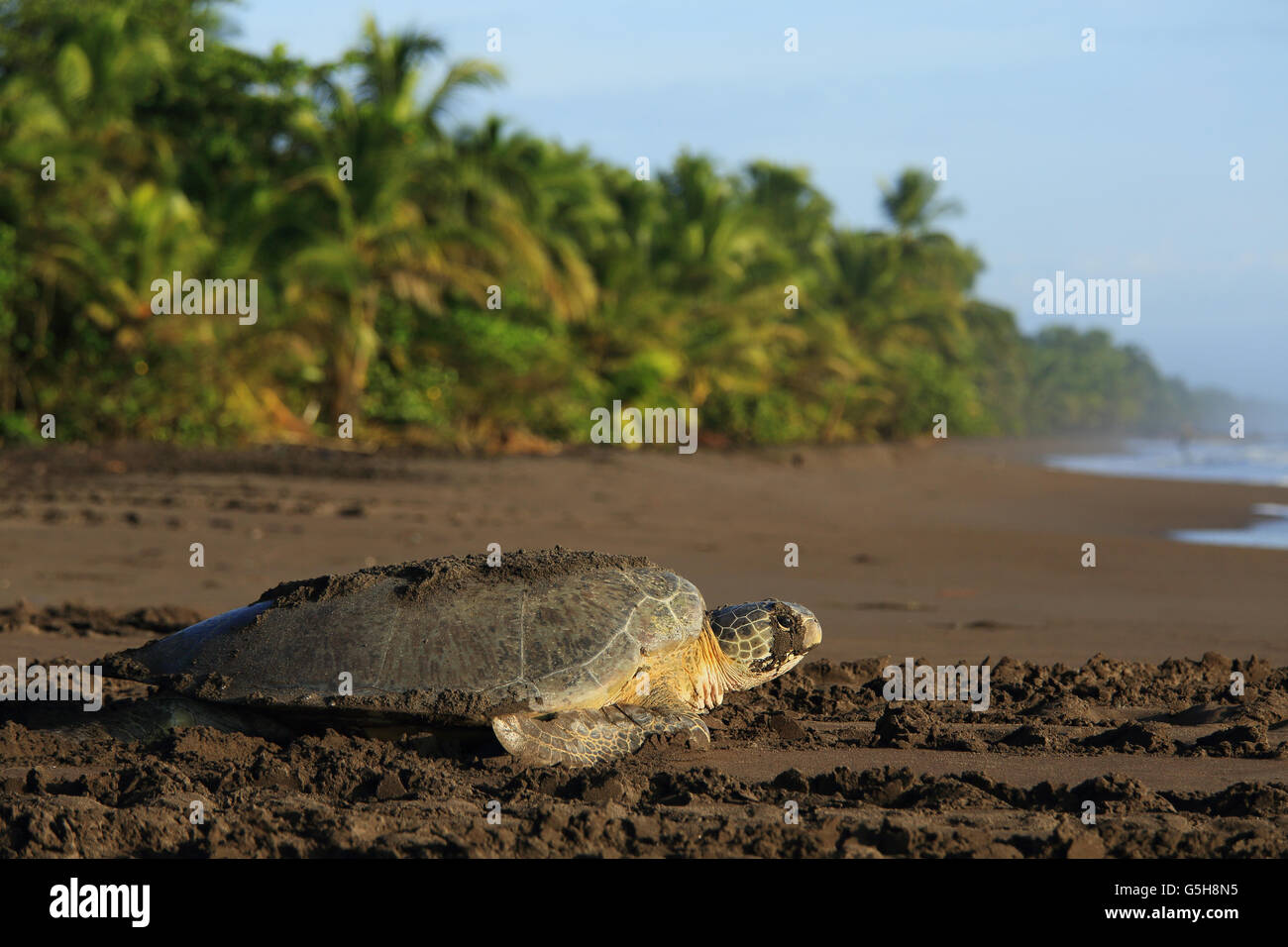 Turtle nesting in tortuguero national park hi-res stock photography and ...