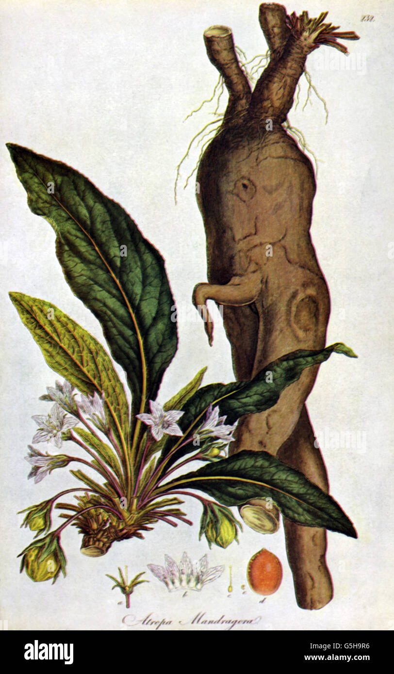 Mandrake plant hi-res stock photography and images - Alamy